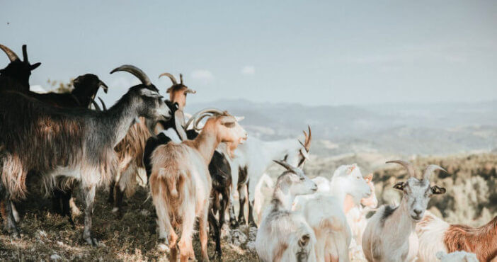 8 Largest Goat Breeds to Raise for Meat and Milk