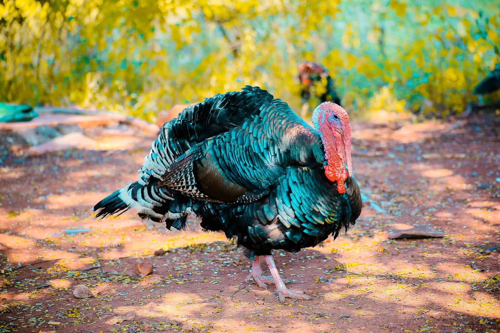 5 Benefits of Turkey Eggs for a Healthier Diet