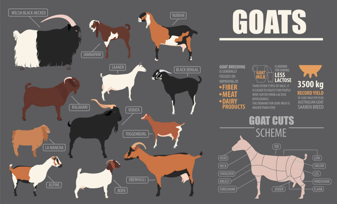 8 Largest Goat Breeds to Raise for Meat and Milk