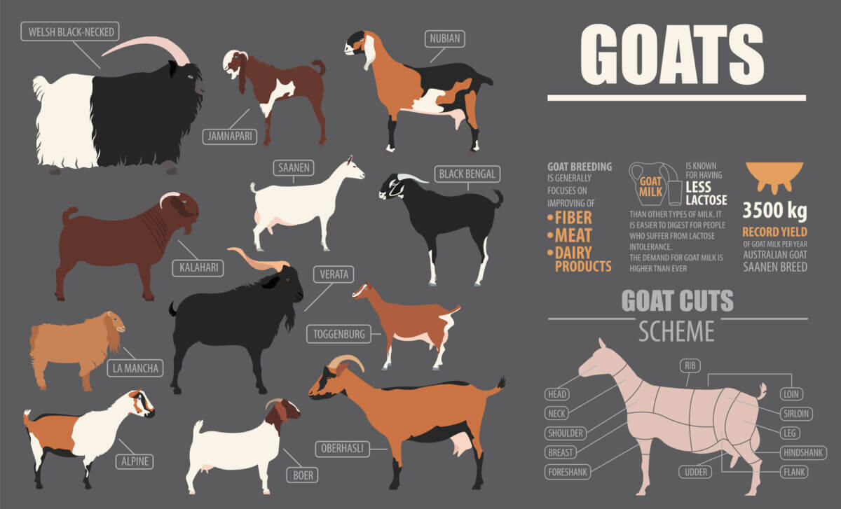 8 Largest Goat Breeds to Raise for Meat and Milk