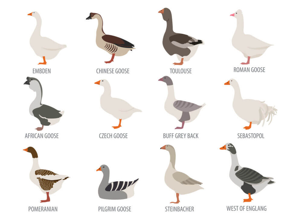 6 Best Backyard Goose Breeds for a Friendly and Rewarding Flock