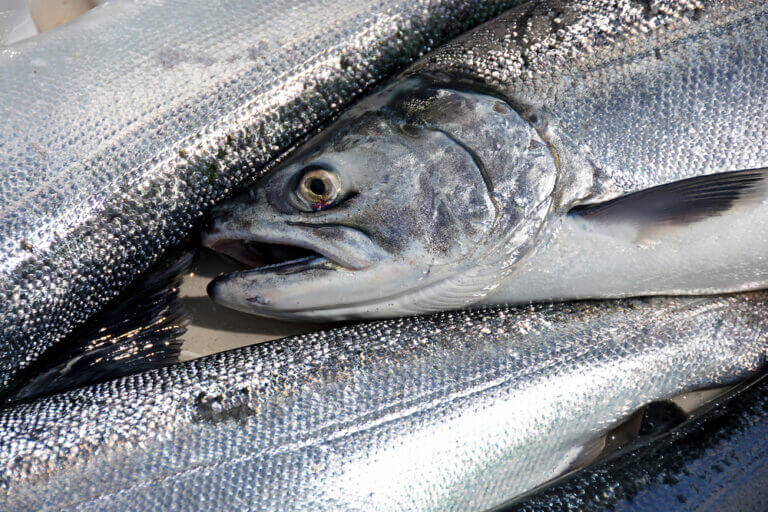 5 Alaskan Salmon Species to Choose for the Best Taste and Health Benefits