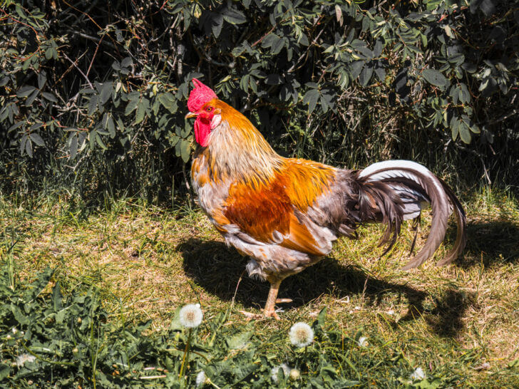 9 Icelandic Chicken Facts to Know for Raising Hardy, Independent Birds