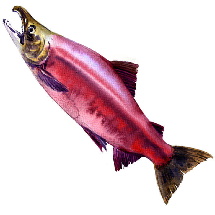 5 Alaskan Salmon Species to Choose for the Best Taste and Health Benefits