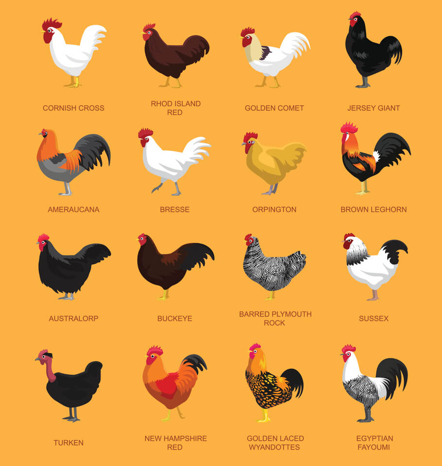 6 Facts About Heritage Chickens Every Chicken Lover Should Know