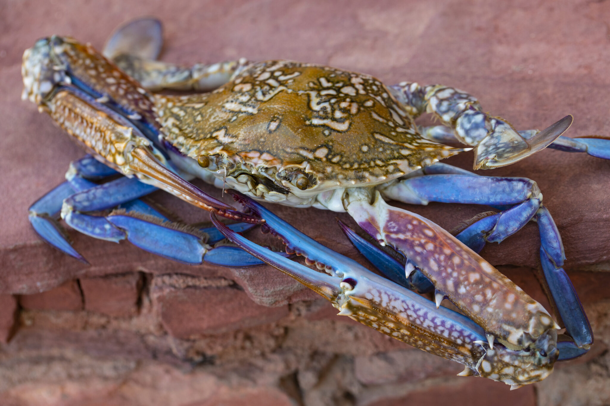 7 Florida Crabs You Must Know to Catch Delicious Meals