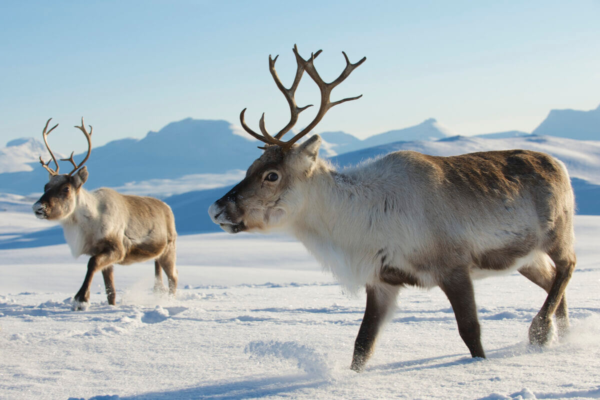 8 Differences Between Caribou vs Moose vs Elk to Know