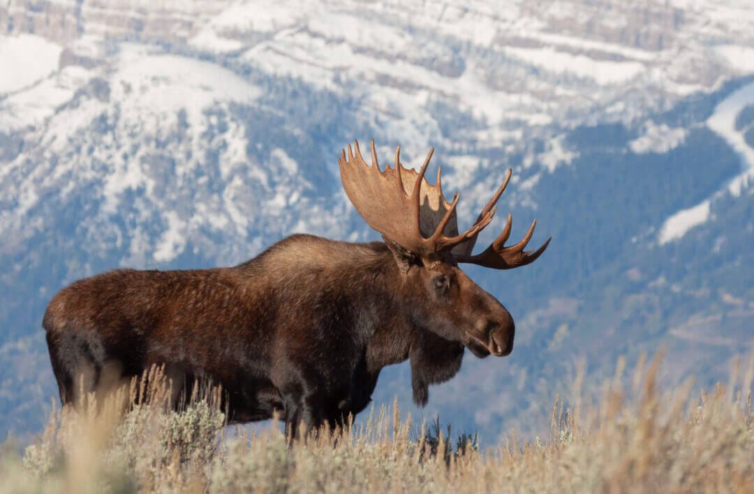 8 Differences Between Caribou vs Moose vs Elk to Know