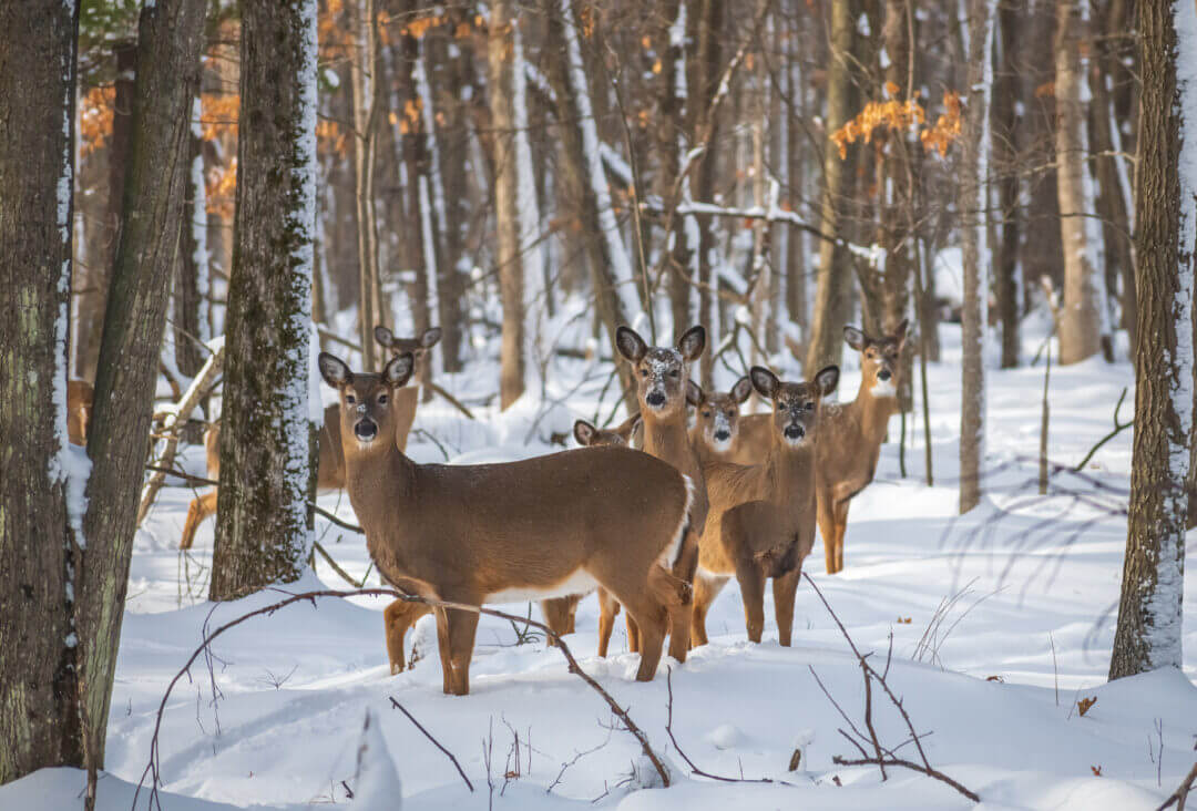 5 Whitetail vs Mule Deer Differences to Help You Identify Each Species