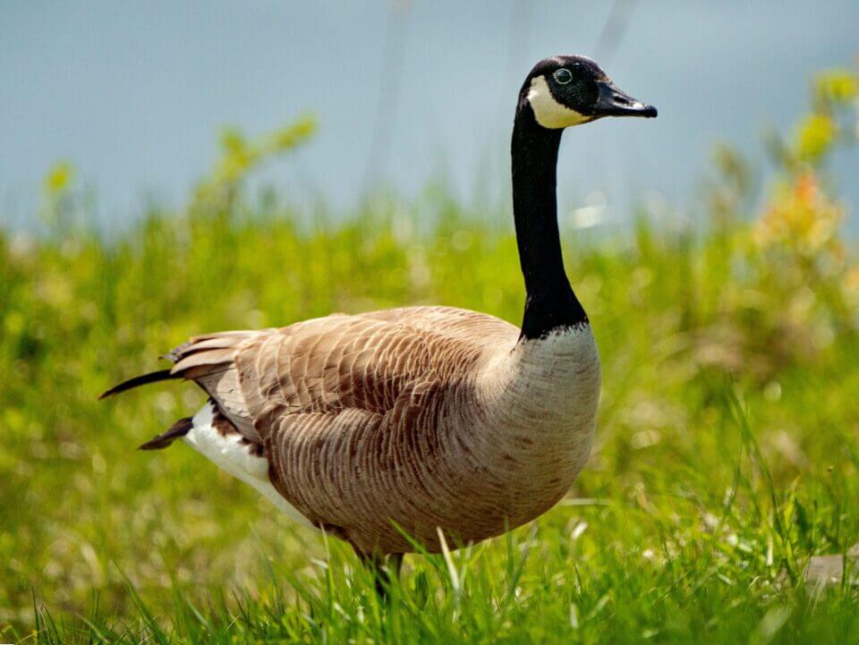 5 Benefits of Canadian Goose Meat for Health and Sustainability