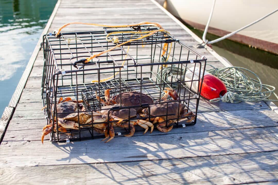 3 Crab Traps That Boost Your Catch Success