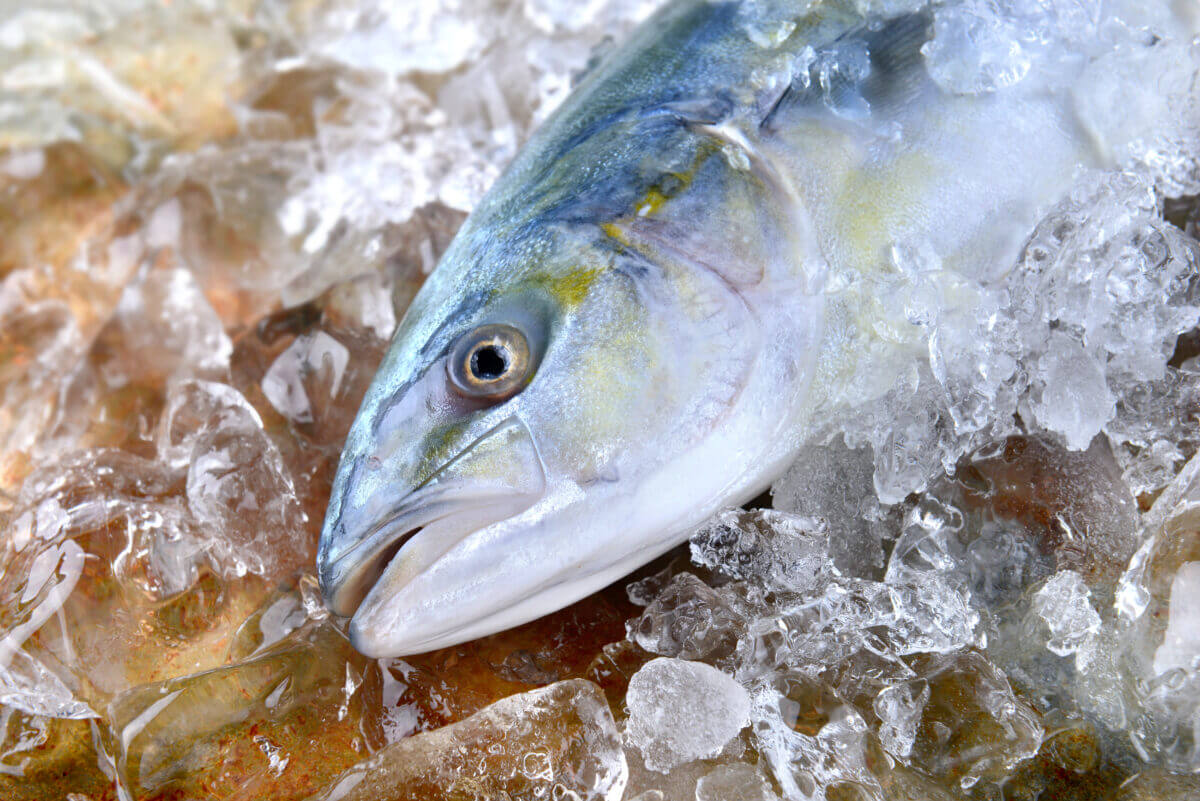 4 Amberjack Recipes to Make Delicious and Healthy Meals