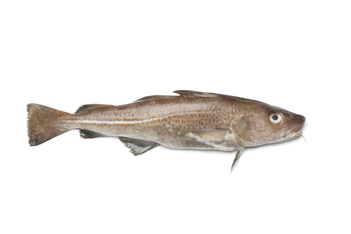 5 Differences Between Haddock vs Cod for Better Seafood Choices