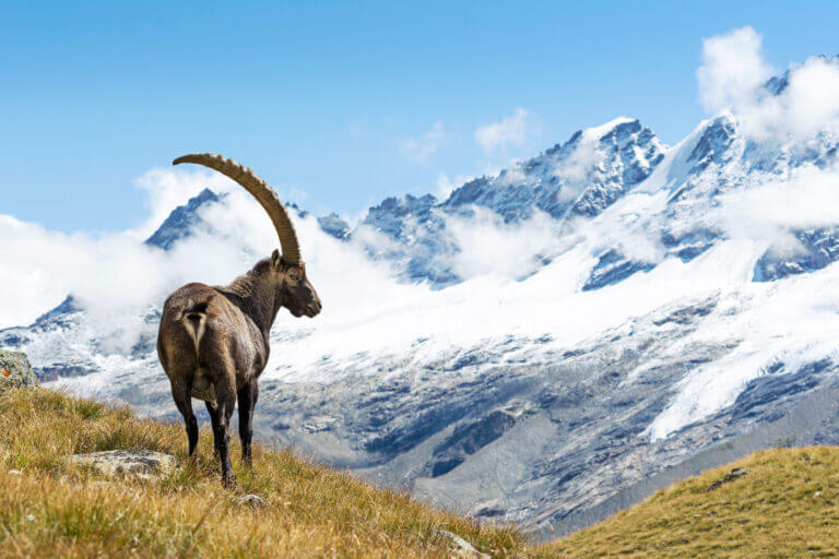 5 Ibex Meat Benefits You Need to Know for a Healthier Diet
