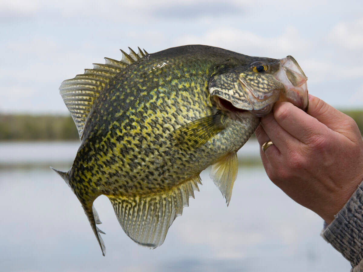 5 Differences in Bluegill vs Crappie Taste to Help You Choose