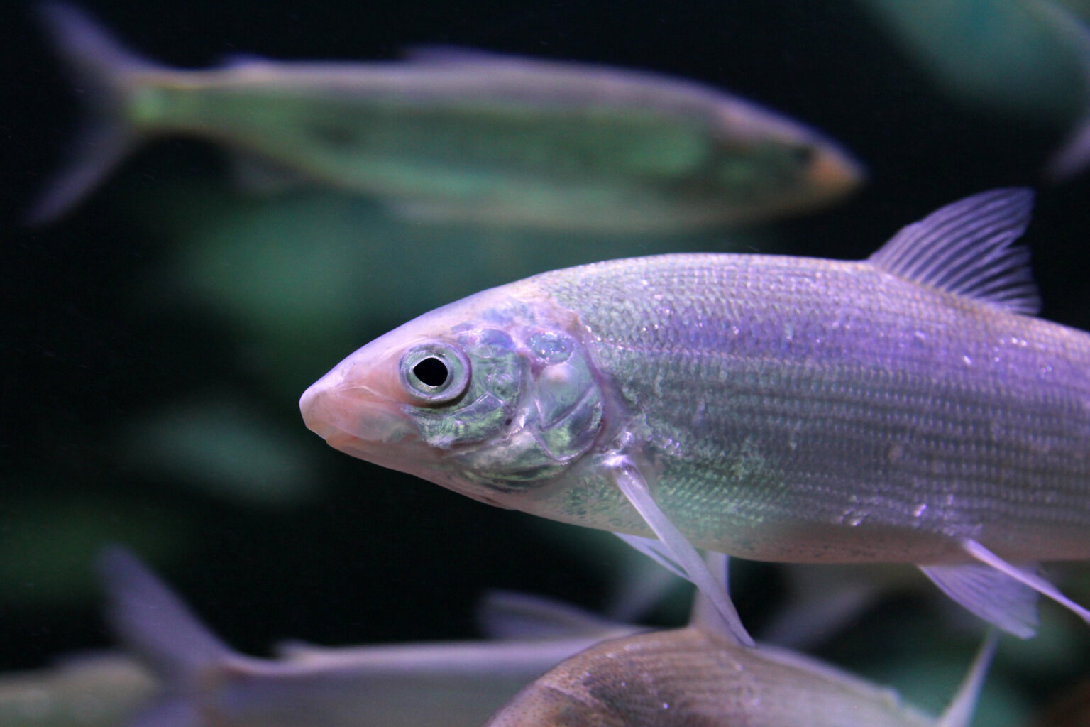 10 White Fish Health Benefits You Need to Know for Better Well-being