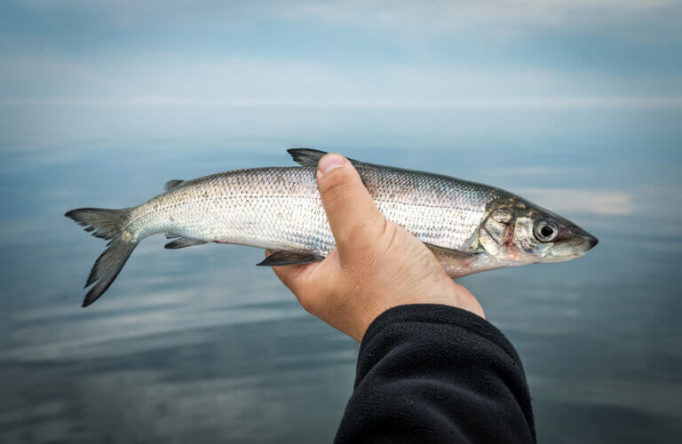 10 White Fish Health Benefits You Need to Know for Better Well-being