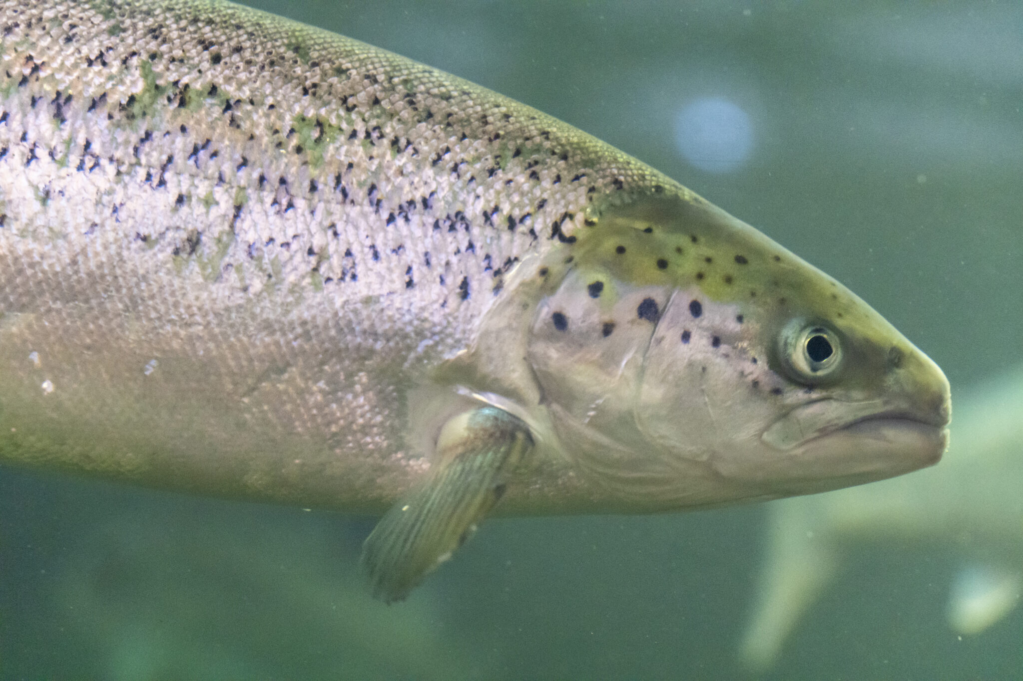 10 Reasons Why Cod Tastes Fishy and How to Avoid It