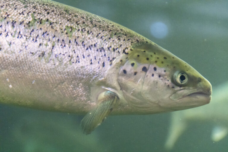 10 Reasons Why Cod Tastes Fishy and How to Avoid It