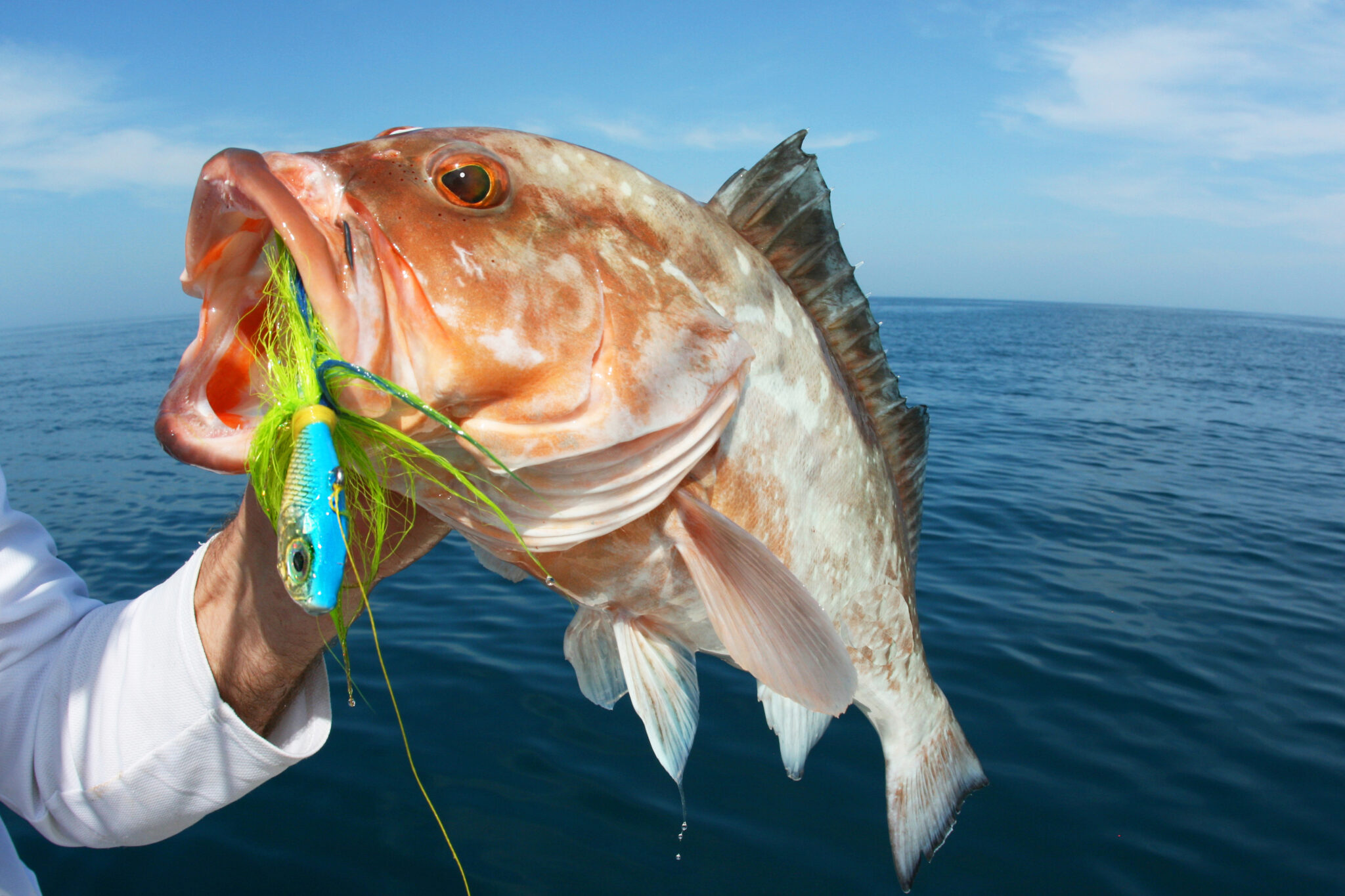 8 Reasons Grouper Fish Prices Are Rising and How It Affects You