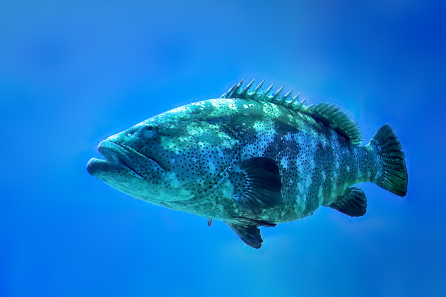 8 Reasons Grouper Fish Prices Are Rising and How It Affects You