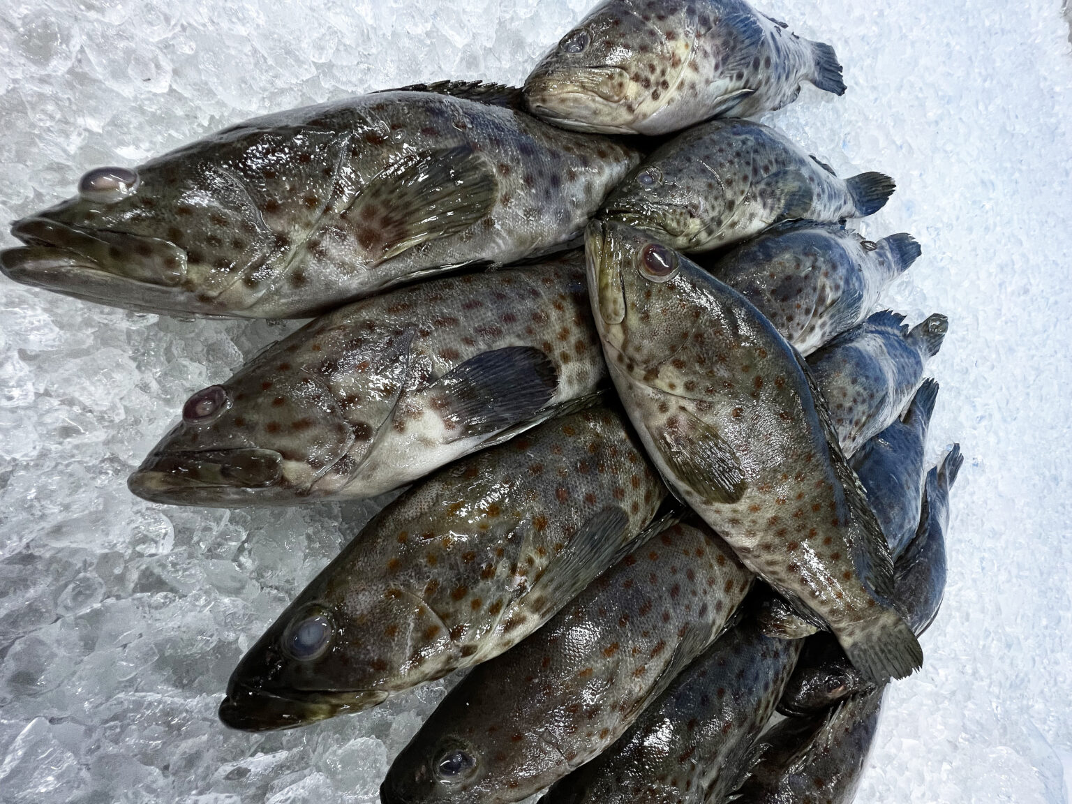 8 Reasons Grouper Fish Prices Are Rising and How It Affects You