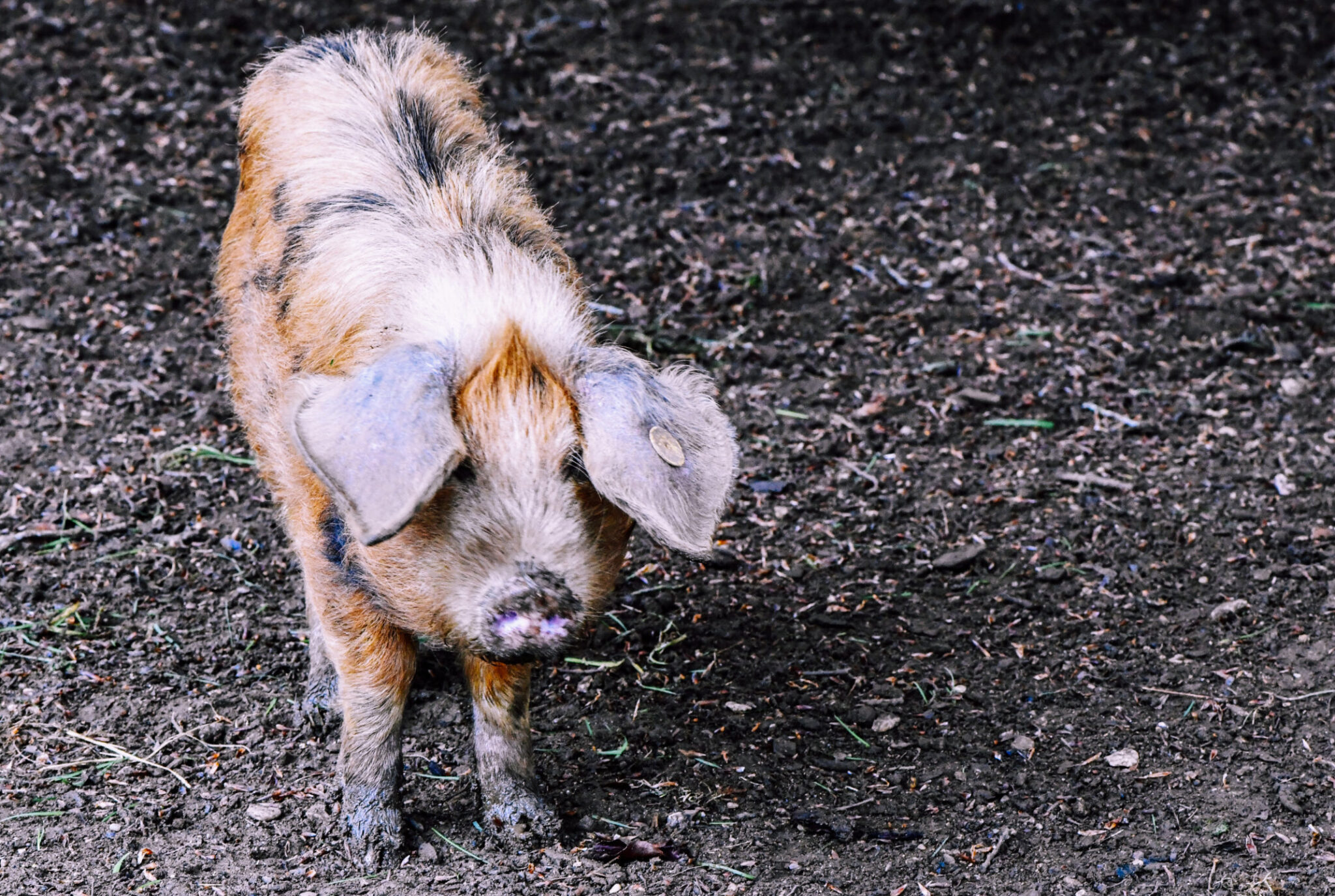5 Heritage Pork Breeds to Elevate Your Culinary Experience